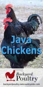 Java Chicken - Breed Profile - Backyard Poultry